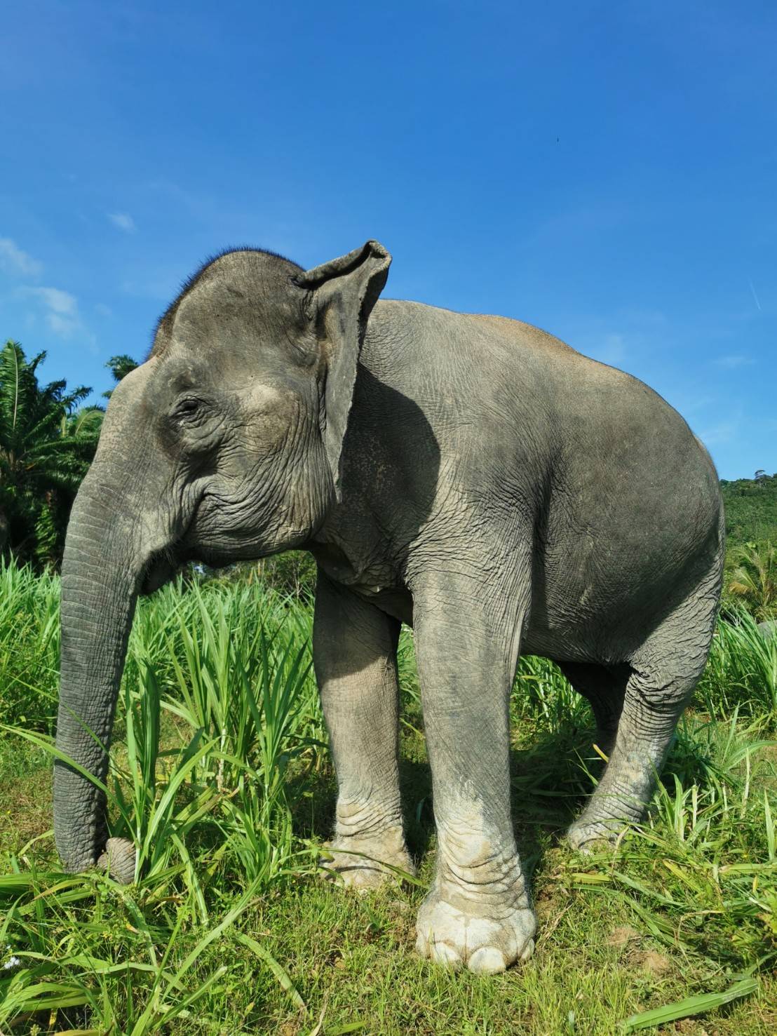 Our Elephants - Lanta Elephant Sanctuary