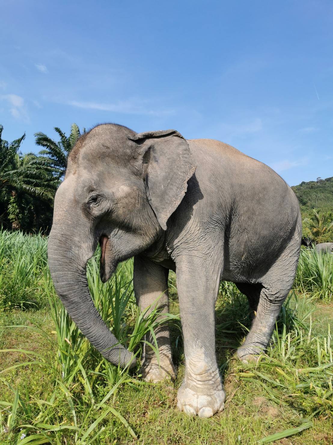 Our Elephants - Lanta Elephant Sanctuary