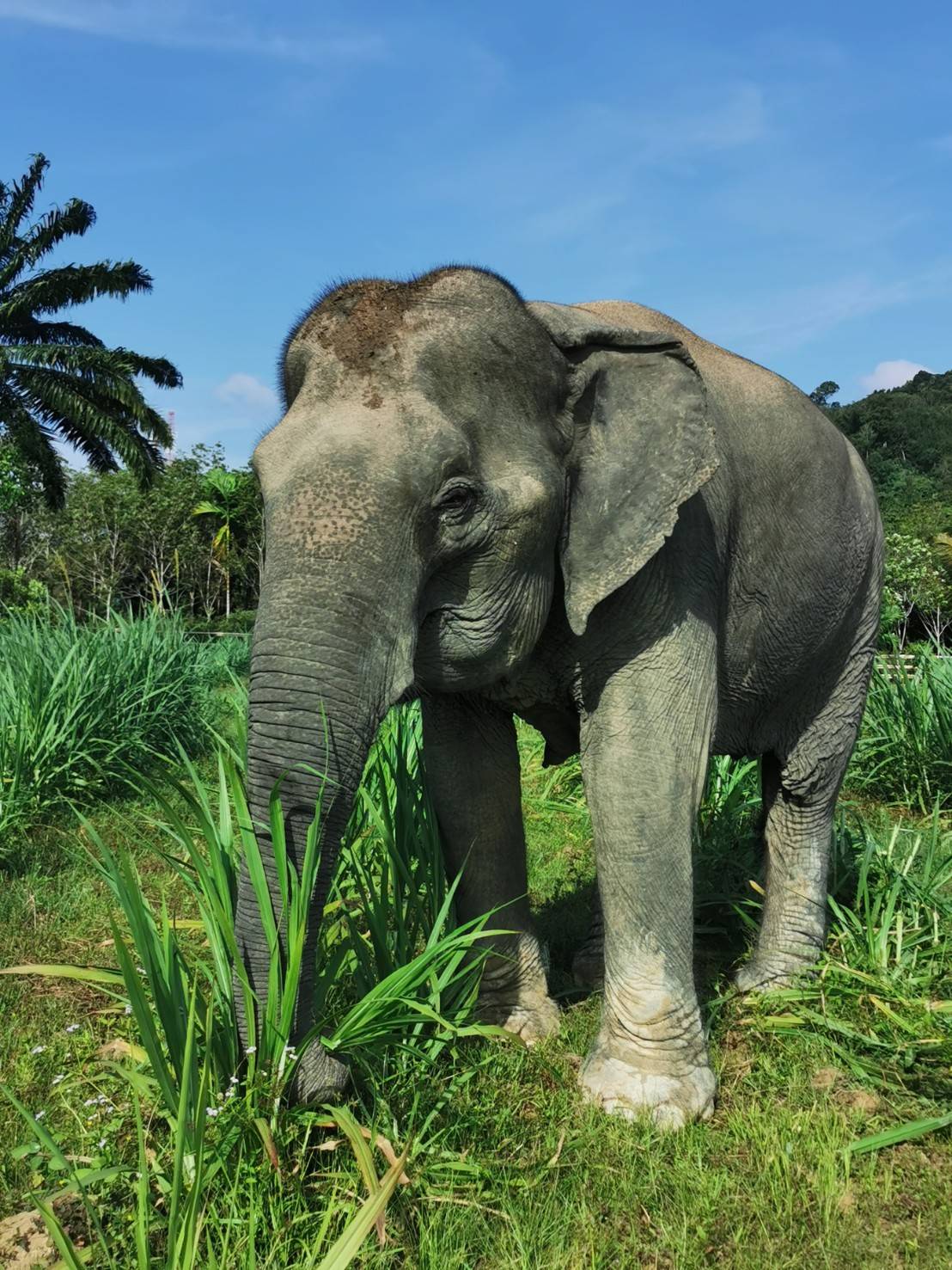 Our Elephants - Lanta Elephant Sanctuary