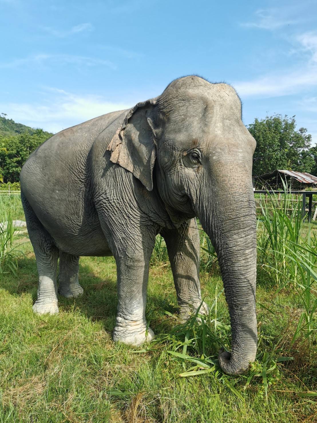 Our Elephants - Lanta Elephant Sanctuary