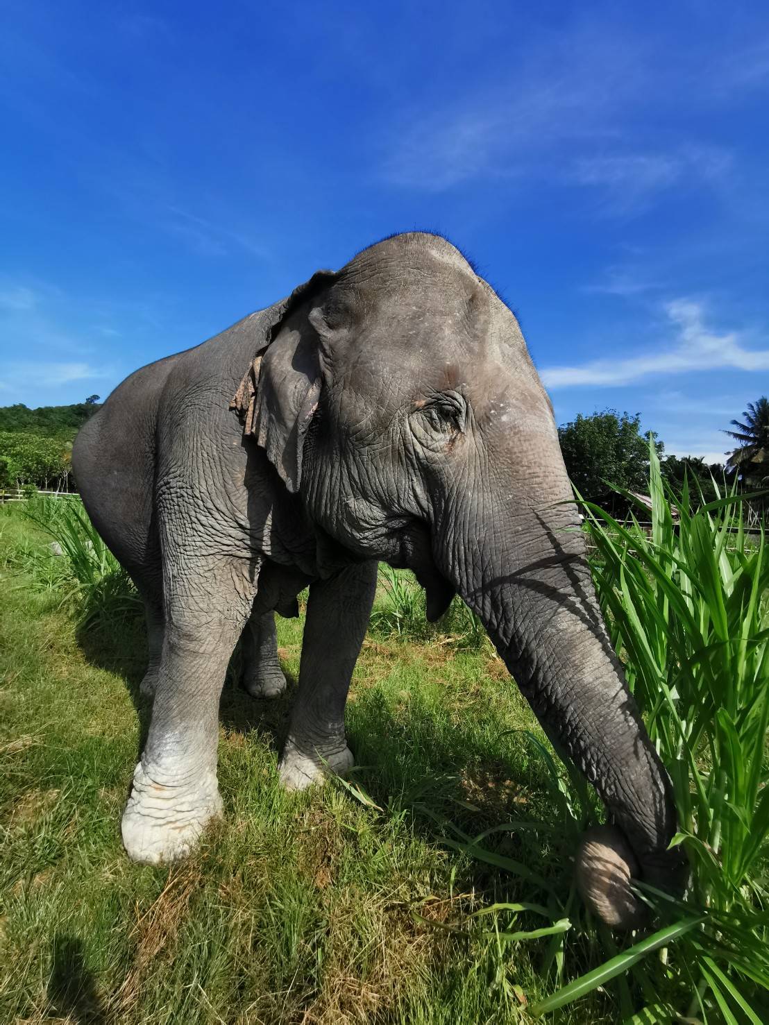 Our Elephants - Lanta Elephant Sanctuary