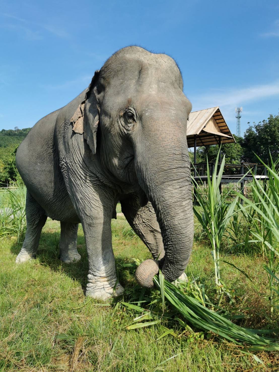 Our Elephants - Lanta Elephant Sanctuary