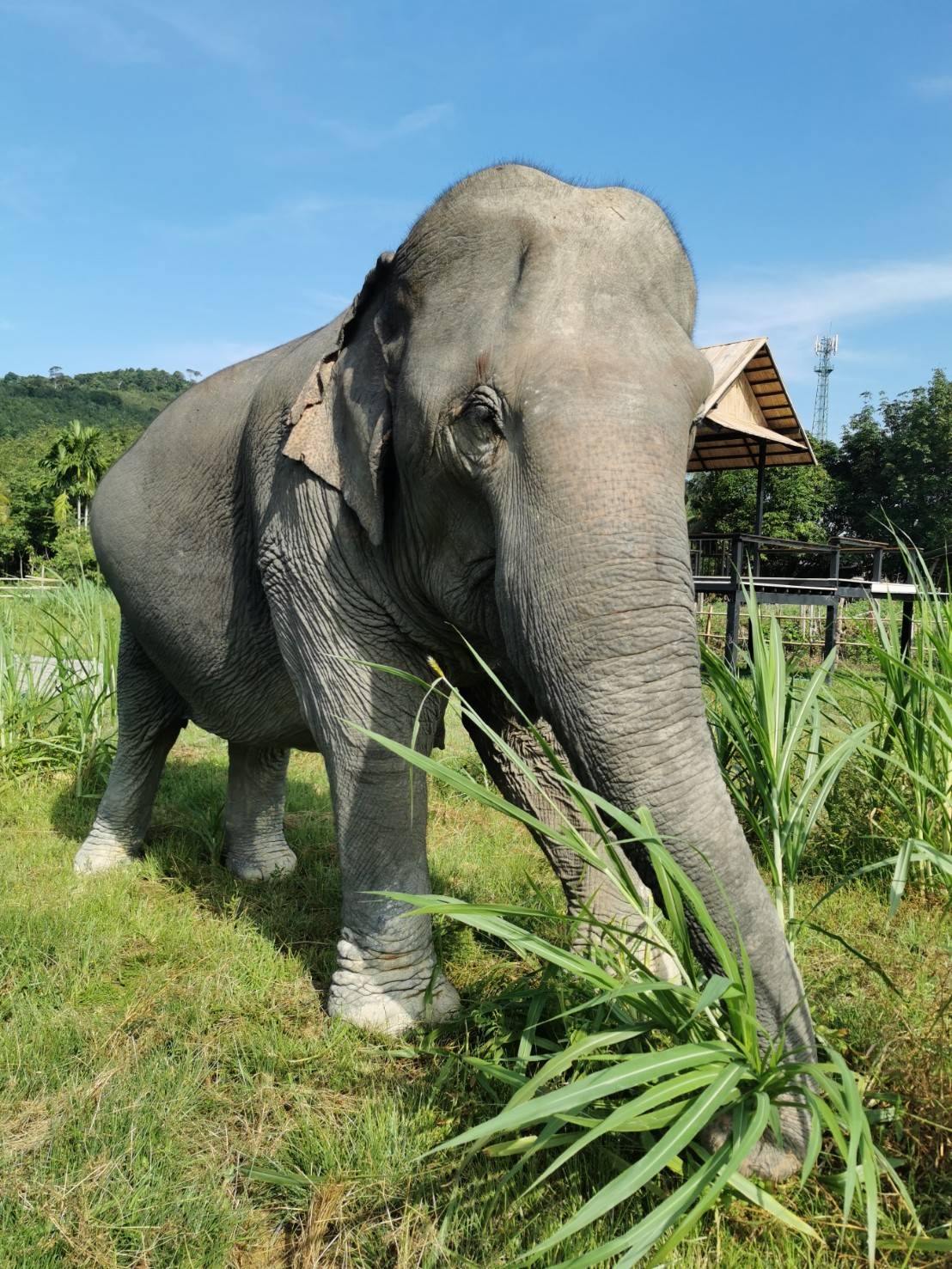 Our Elephants - Lanta Elephant Sanctuary