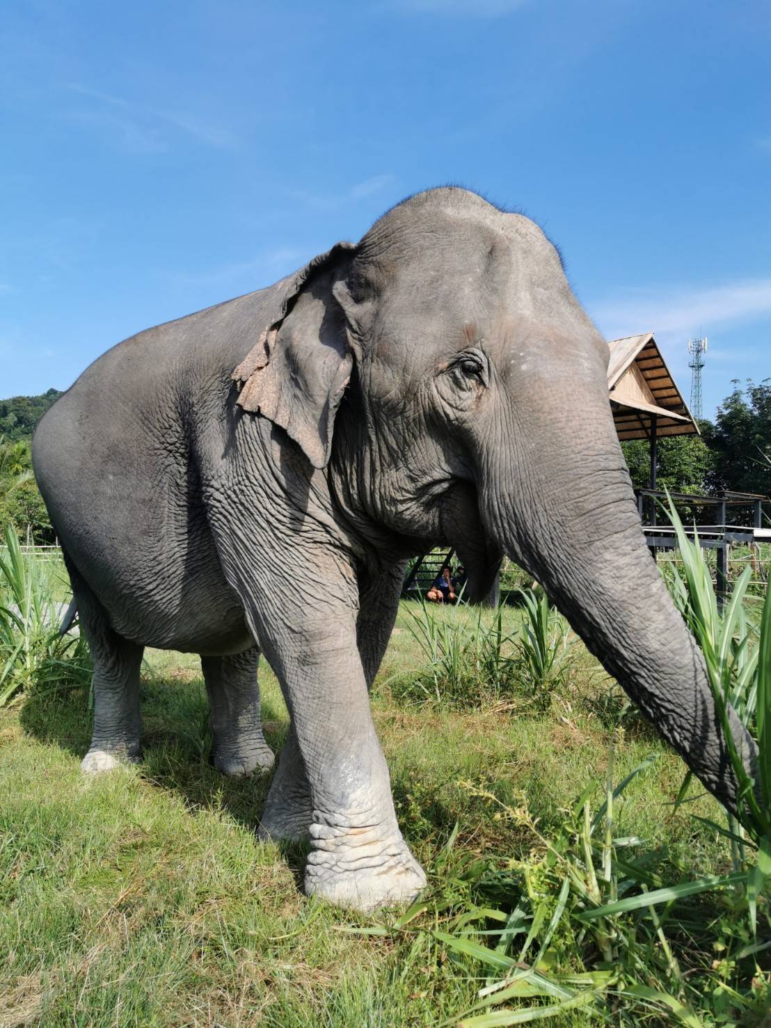 Our Elephants - Lanta Elephant Sanctuary