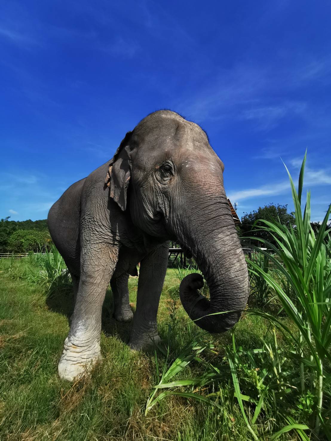 Our Elephants - Lanta Elephant Sanctuary