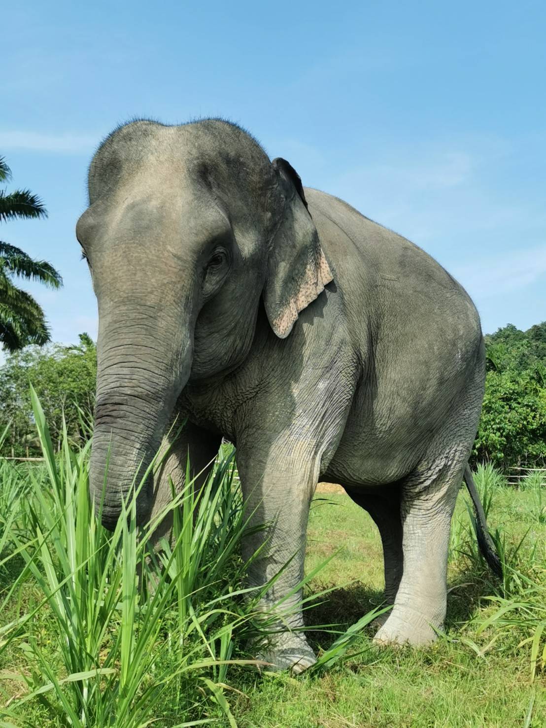 Our Elephants - Lanta Elephant Sanctuary