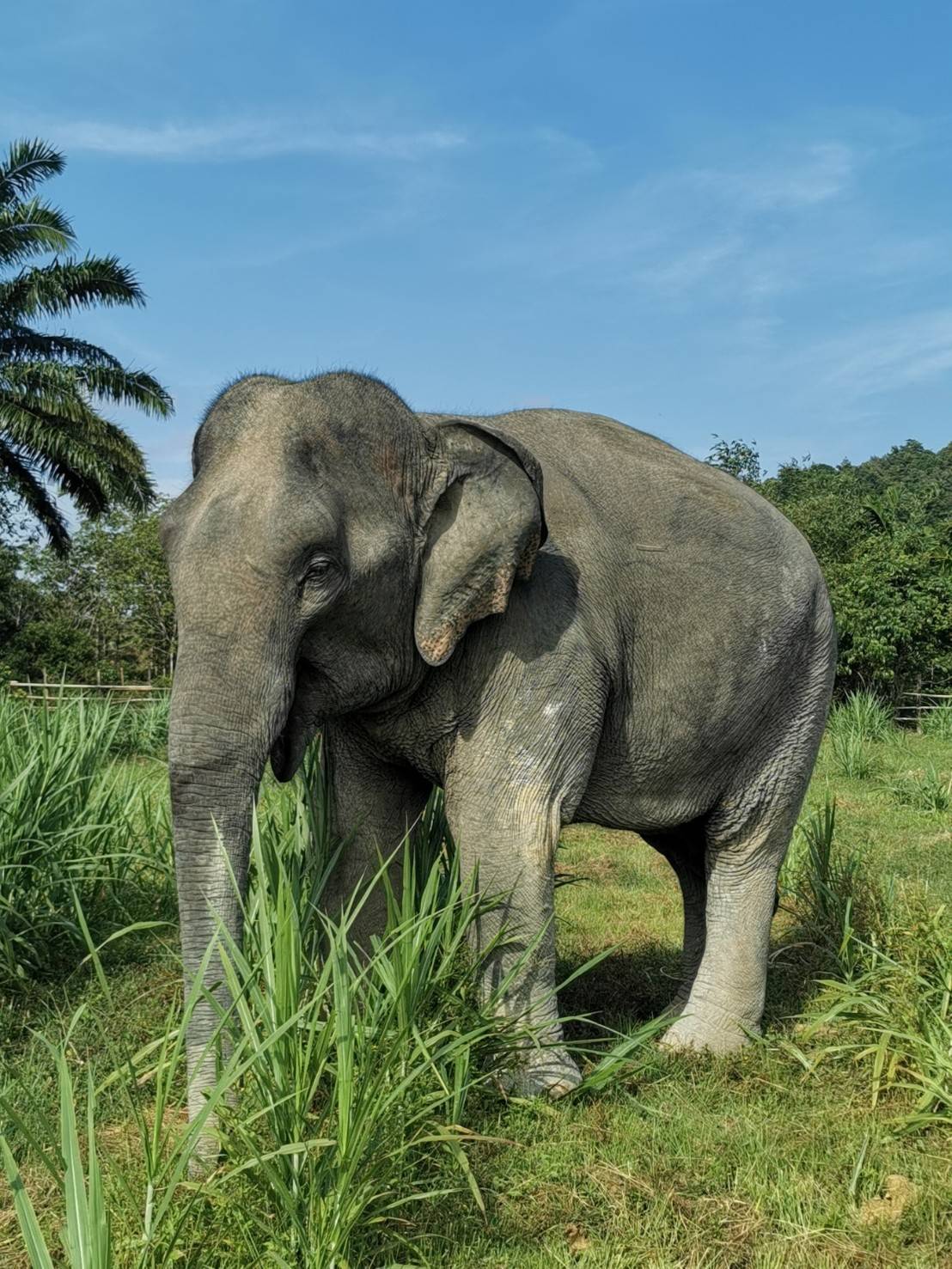Our Elephants - Lanta Elephant Sanctuary