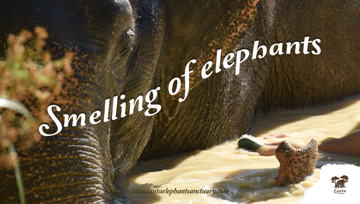 Smelling of elephants - Lanta Elephant Sanctuary