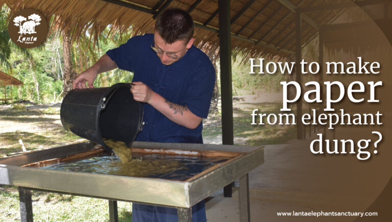 How to make paper from elephant dung? - Lanta Elephant Sanctuary