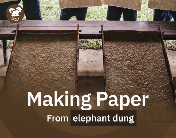 MAKING PAPER FROM ELEPHANT DUNG - Lanta Elephant Sanctuary