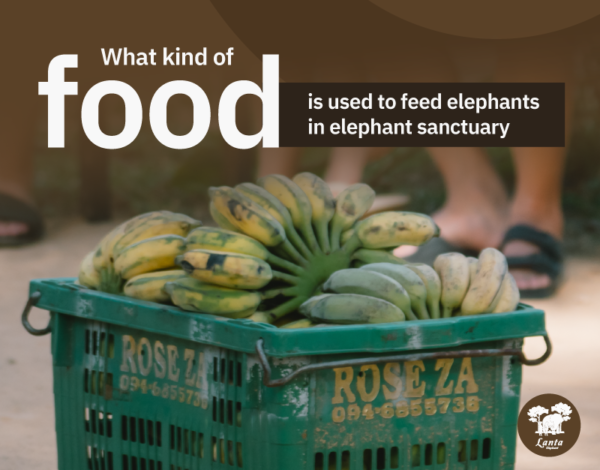 WHAT KIND OF FOOD IS USED TO FEED ELEPHANTS IN ELEPHANT SANCTUARY ...